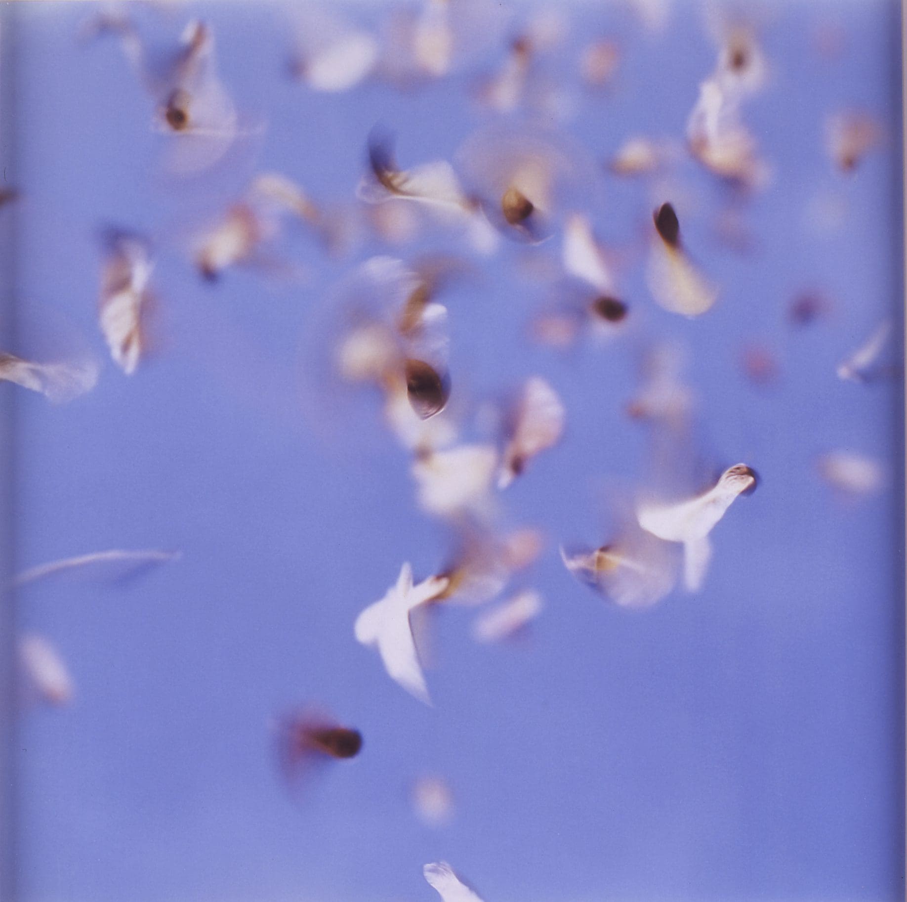 Sky, Seeds and Me - iniva