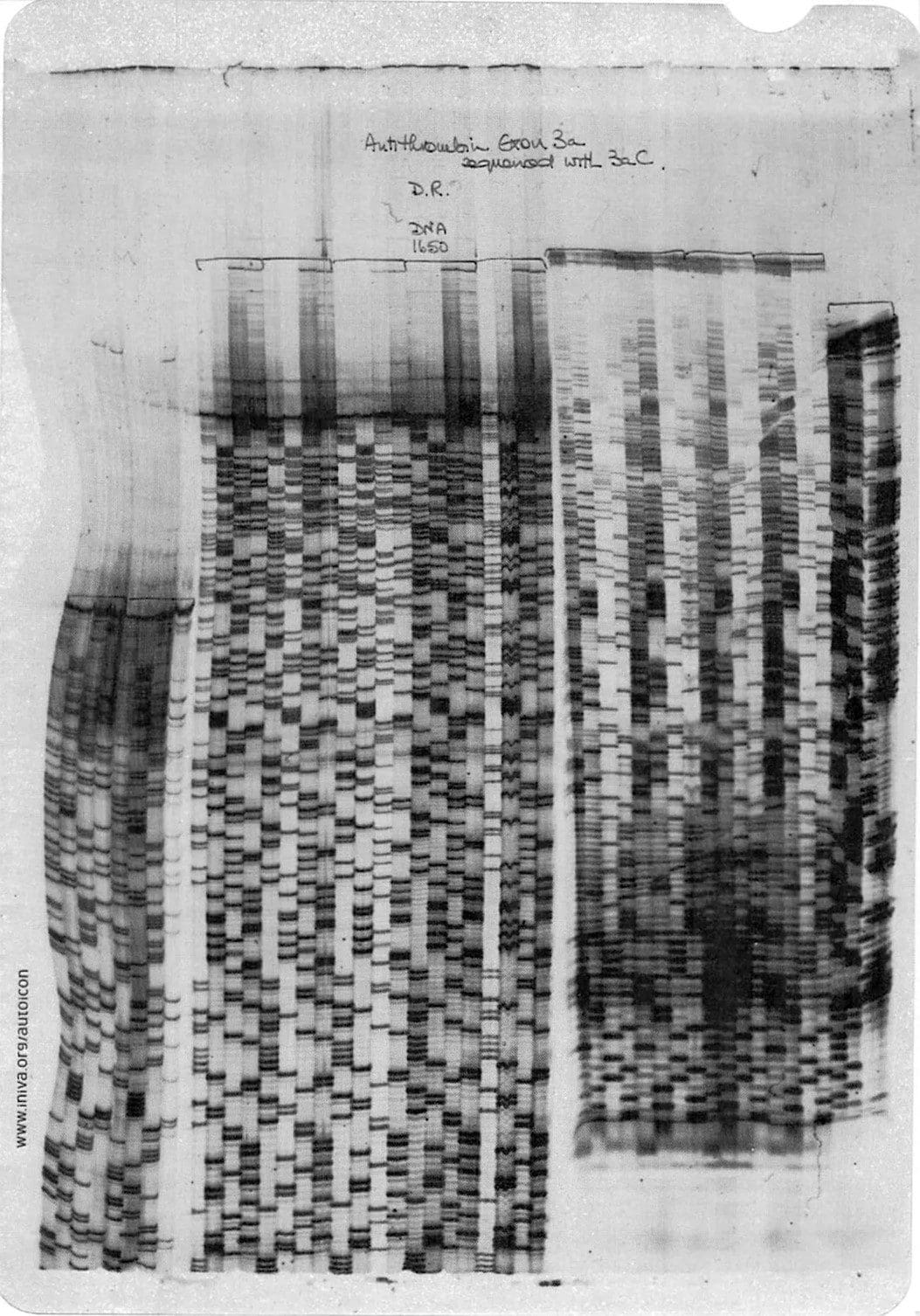 Book Launch. Donald Rodney: Autoicon - iniva